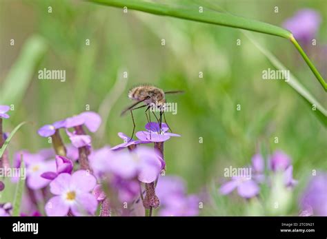 High Detail Bee Flying Above A Violet Wildflower Brown Fur Large Wings Long Stinger Like A