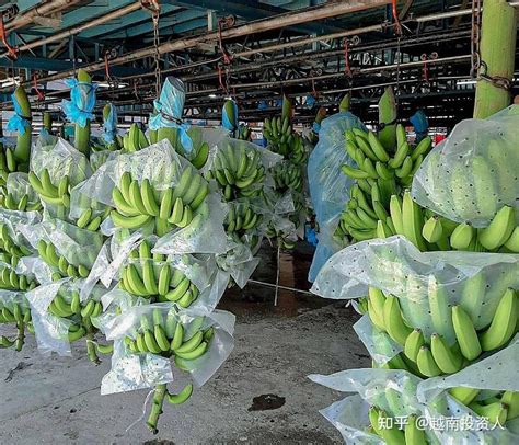 2022年越南香蕉对中国出口大幅增长 知乎