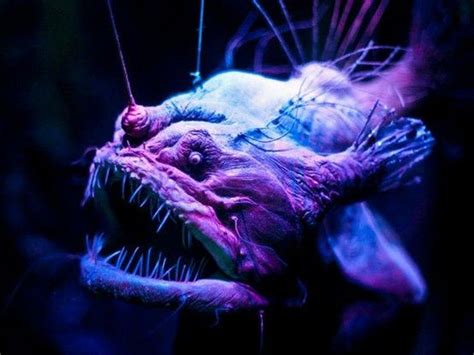 Bioluminescence Deep Sea Creatures Deep Sea Life Sea Animals