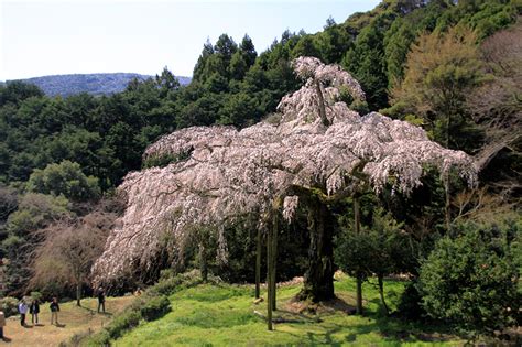 長興山のしだれ桜
