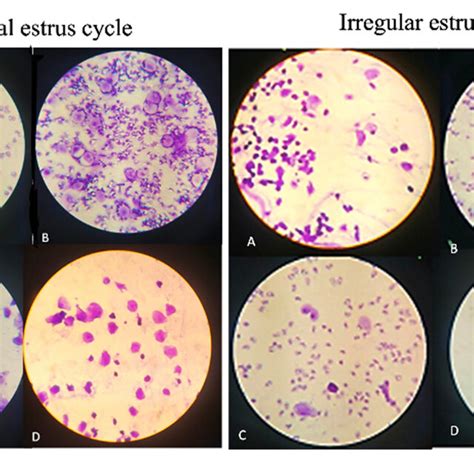 The Crystal Violet Staining Of Vaginal Smear Shows The Estrus Cycle Of Download Scientific