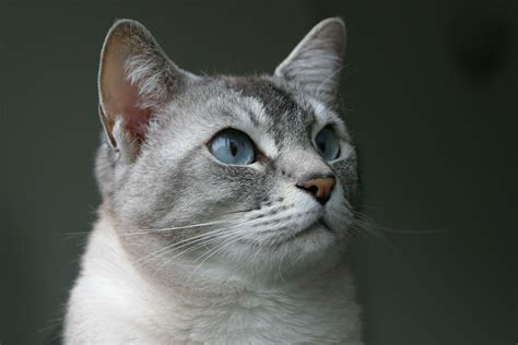 Pussycat Hd Wallpapers