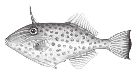 Thamnaconus Oceantag 學習網