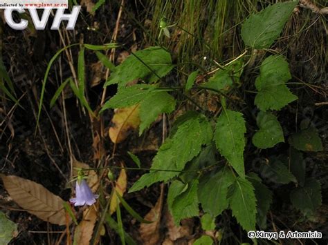 薄叶荠苨Adenophora remotiflora Sieb et Zucc Miq 植物通