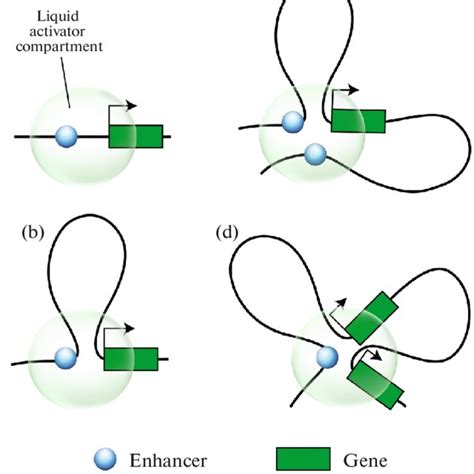 Hi C Map Patterns At The Top And Their Interpretation At The Download Scientific Diagram