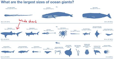 Whale Shark Size Comparison To Human Discovering The Marine Giant