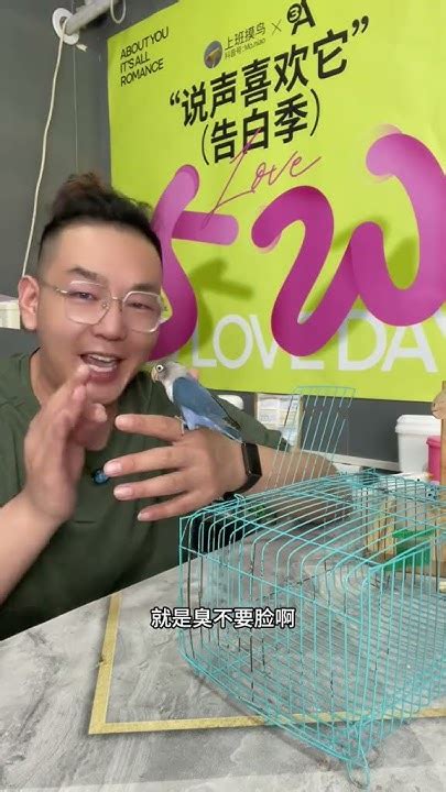 鹦鹉随便抓随便摸 鹦鹉怎么训练？鹦鹉不让住，鹦鹉不让摸！鹦鹉日常 养鸟经验分享 手养鹦鹉 鹦鹉小白 训鸟高手 Youtube