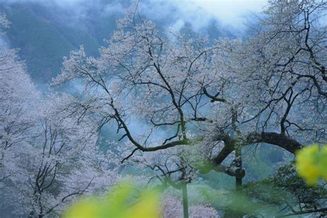 雨に煙る GANREF