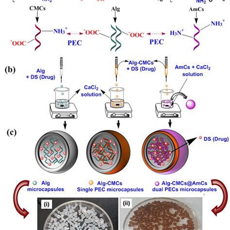 A Proposed Scheme For The Polyelectrolyte Complex Formation Between Download Scientific