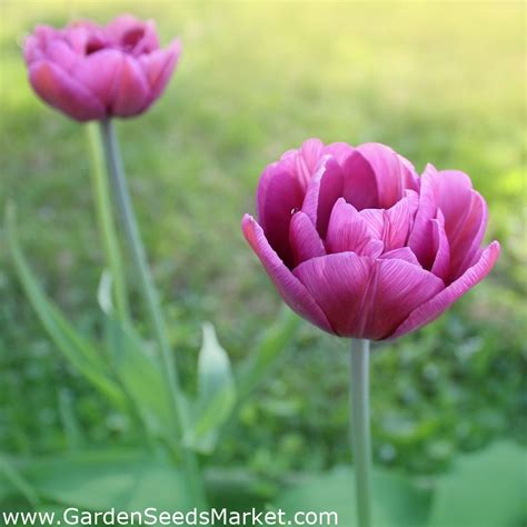 Tulipa Negrita Double - Tulip Negrita Double - 5 bulbs – Garden Seeds ...