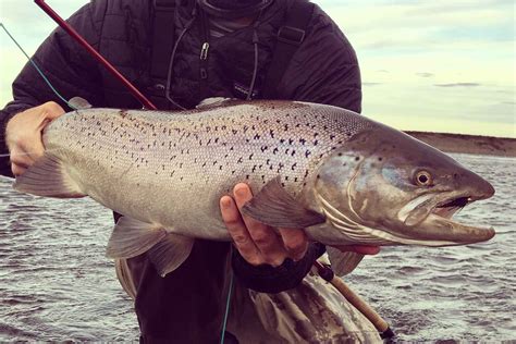 A Down And Dirty Nymph With A Royal Name Hatch Magazine Fishkingsshow