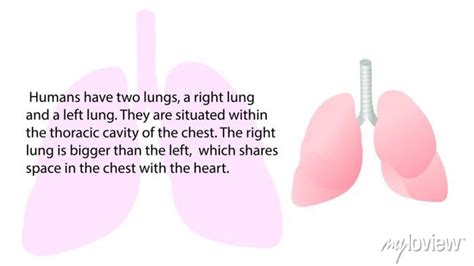Human Lungs Function Vector Internal Organs Functions Vector • Wall