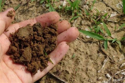 How To Make Rabbit Manure Compost A Step By Step Guide To Using In
