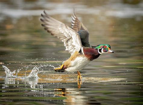 Tip Toeing On The Water Photograph By Judi Dressler Fine Art America