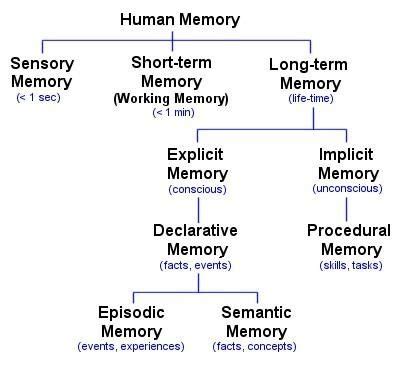 Behavioral Science Lesson Memory Diagram Quizlet