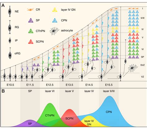 Figure 1 From Molecular Logic Of Neocortical Projection Neuron Specification Development And