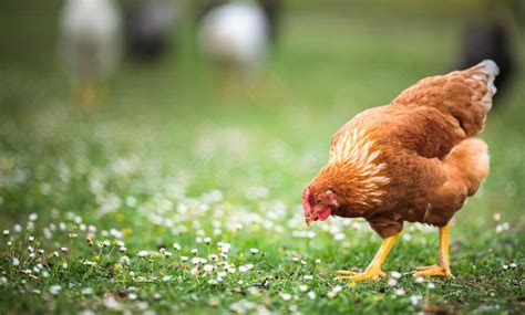 Enfermedades Que Transmiten Las Gallinas A Los Humanos Palomas Urbanas