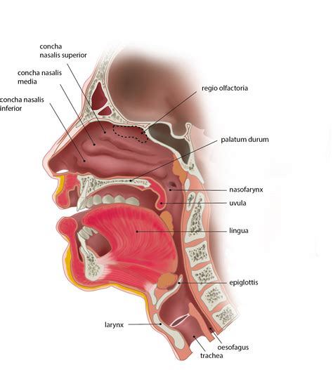 Slagter Drawing Head And Neck Sagittal Section Latin Labels