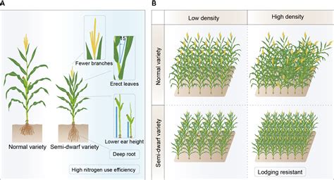 北京市农林科学院玉米研究所