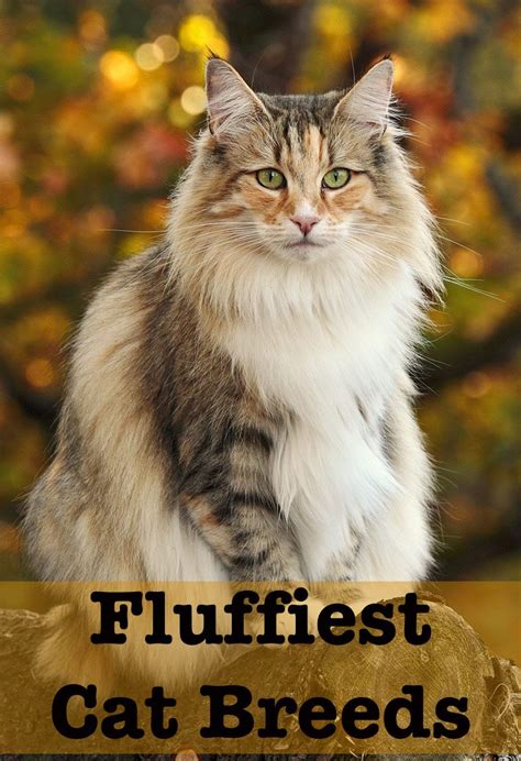 Fluffy Cat Breeds Discover The Fluffiest Kitties Around Artofit