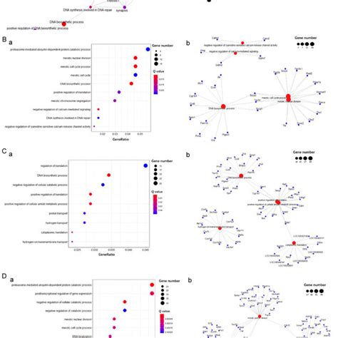 Visualization Of Gene Ontology Go Significant Enrichment Q Value