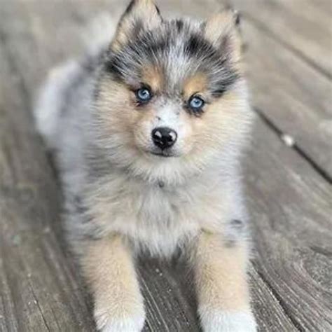 Thinking About Getting A Pomsky 5 Reasons Why You Should
