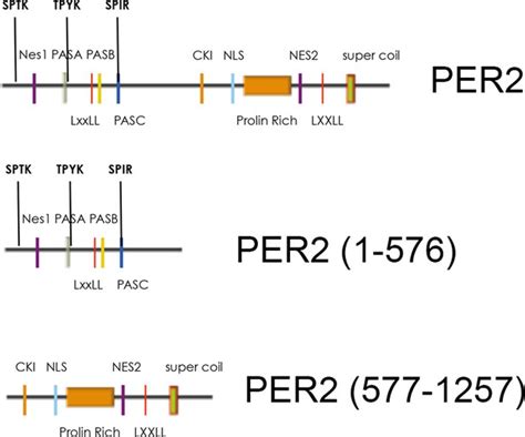 Figures And Data In Cyclin Dependent Kinase 5 Cdk5 Regulates The Circadian Clock Elife