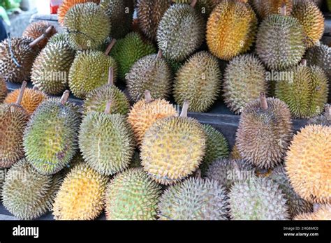 Durian Is A Tropical Fruit Distinguished By Its Large Size And Spiky