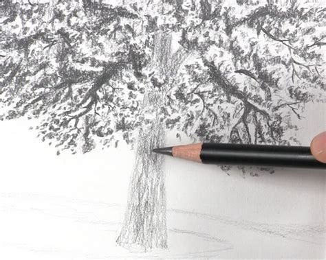 How To Draw A Tree With Leaves Let S Draw Today