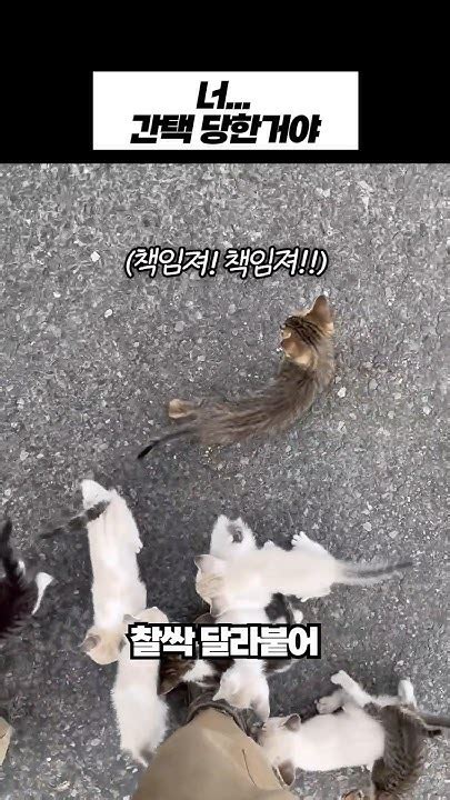 고양이 함부로 만지면 이렇게 됨ㅋㅋ Youtube