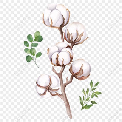 흰색 손으로 그린 수채화 스타일 일러스트 면화의 무리우아한익다 Png 일러스트 무료 다운로드 Lovepik