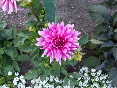 배경 화면 달리아 꽃 허브 정원 1920x1440 1086218 배경 화면 Wallhere