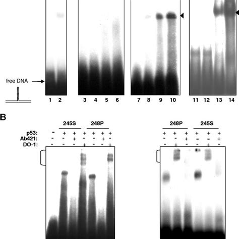 A Binding Of Mutp53 Proteins 273h 245s And 248p To A Stemloop