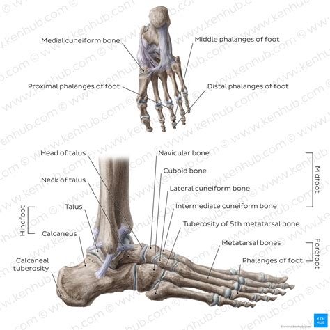 Arches Of The Foot Anatomy Kenhub