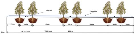 Soybean Yield Simulation And Sustainability Assessment Based On The Dssat Cropgro Soybean Model
