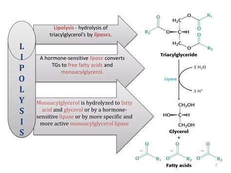 Lipid Metabolisminbiochemistry Pptx