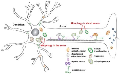 Functional Interplay Of Mitochondrial Transport And Mitophagy In Download Scientific Diagram