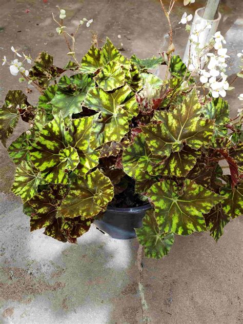 Begonia tuberosa características