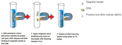 Plasmid Dna Extraction Methods
