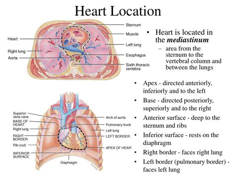 Ppt The Cardiovascular System The Heart Powerpoint Presentation