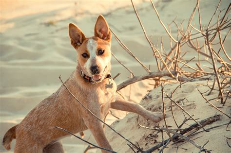 Discover The Red Heeler History Traits And Care Guide
