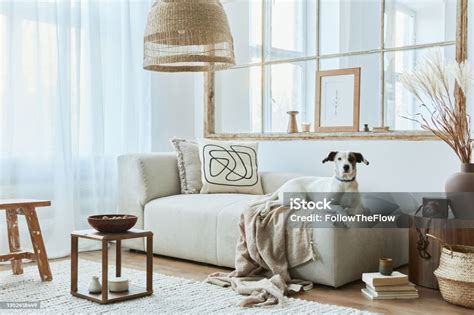 디자인 모듈식 소파 가구 커피 테이블 등나무 장식 말린 꽃 현대적인 홈 장식으로 우아한 액세서리가있는 세련된 거실 인테리어 소파에 누워 아름다운 개 개에 대한 스톡 사진 및