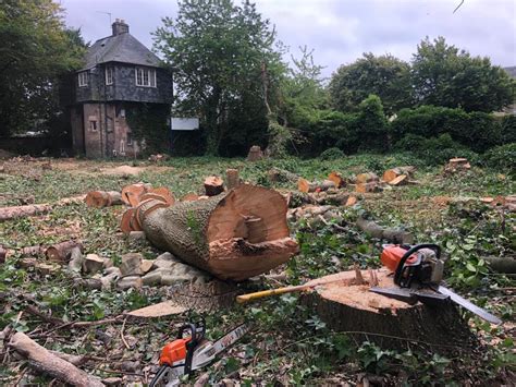 Effective Tree Stump Removal Service Trees4Scotland