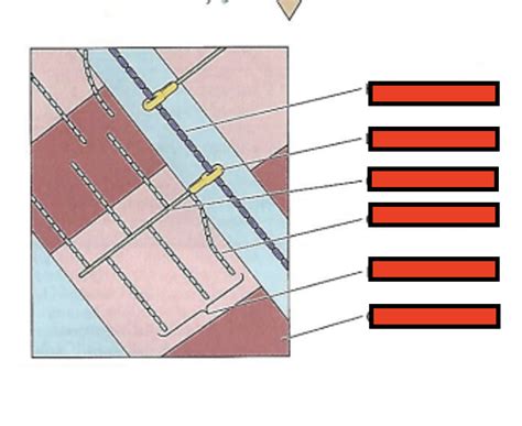 Another Image Of The Structure Of Proteoglycans Diagram Quizlet