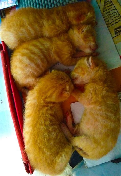 Merge Cats Idle Kitty Tycoon Ginger Kitten Cats Kitty