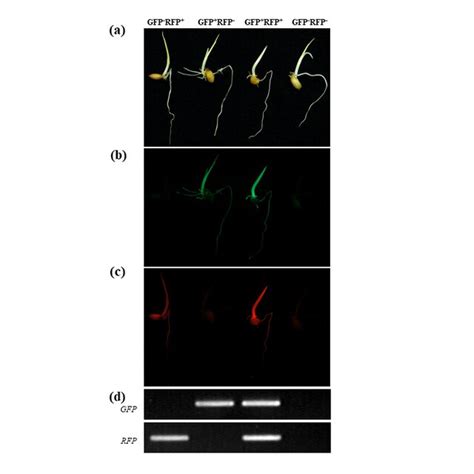 Reverse Transcriptase Rt Pcr Of The Rfp Gfp And Hpt Genes In T 2