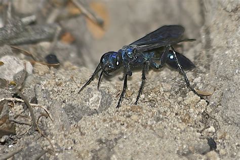 Steel Blue Cricket Hunter Birdforum