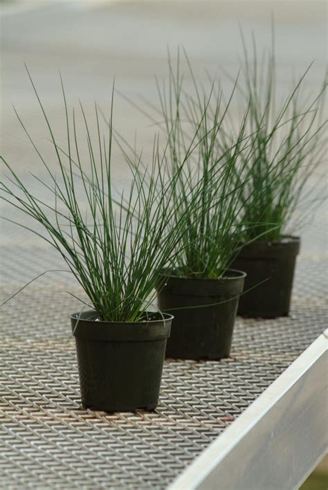 Grass Juncus Colorgrass Blue Dart