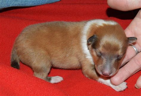 Pictures Of Bridgit Ryan