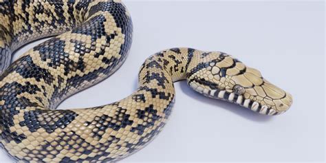 Rigged Scrub Python Superhive Formerly Blender Market